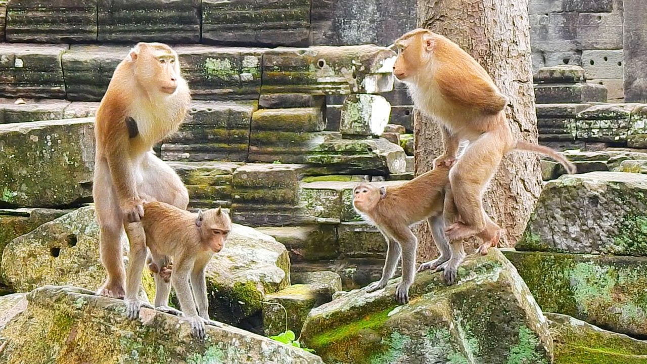 Handsome one hand but strongly male Monkey Pungo got hard working # ...