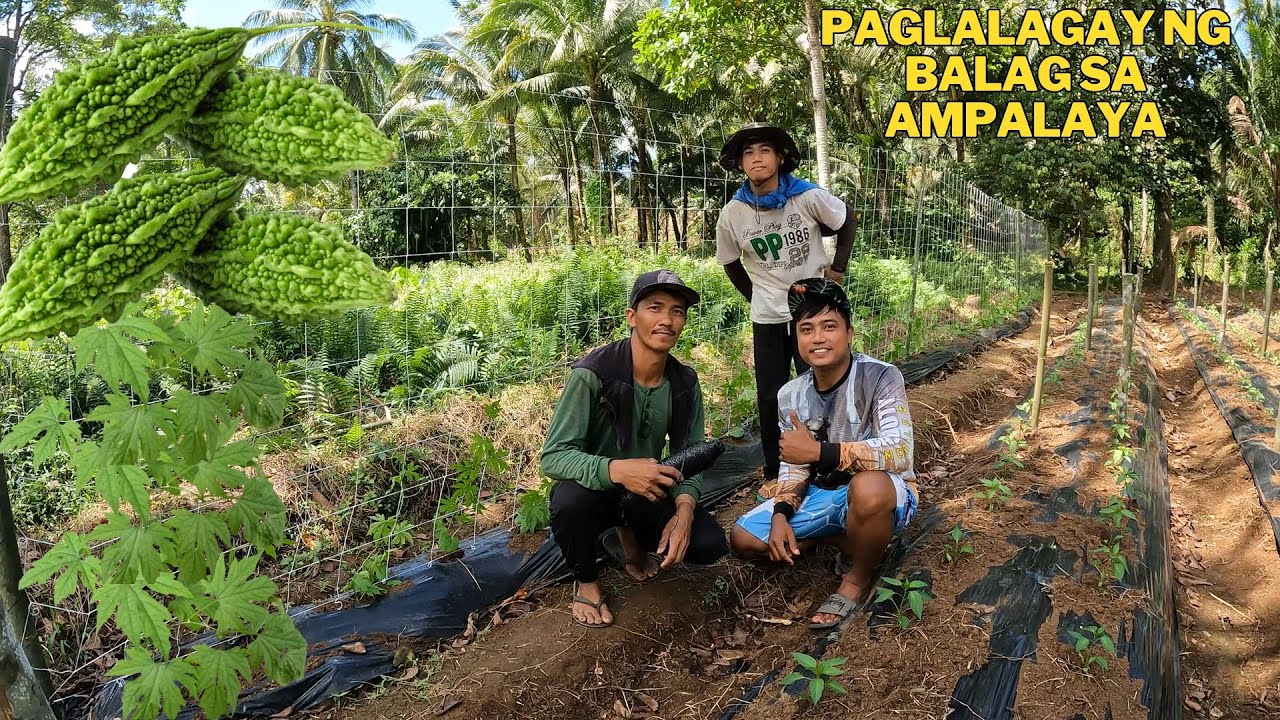 Paglalagay ng balag ng ampalaya kasama ang ating kaibigan - YouTube