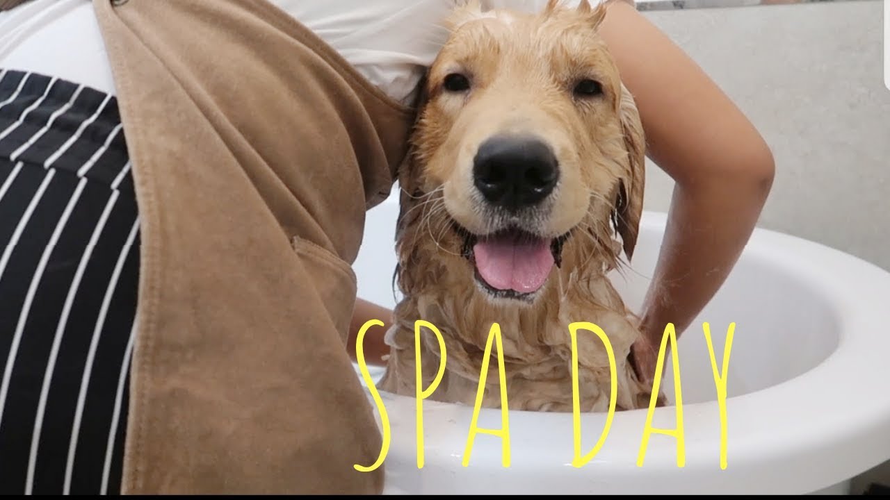 DOG SPA DAY YouTube dog-spa-day-youtube