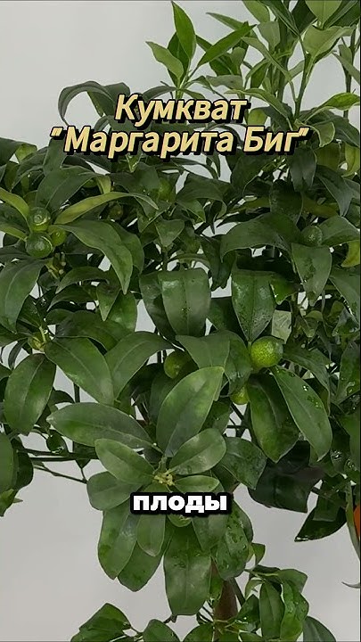 Обзор Кумквата "Маргарита Биг" от Цитрус Микс #комнатныерастения # ...