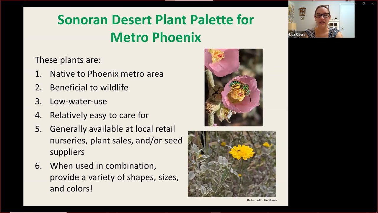Phoenix Native Landscaping Plants & Where to Find Them - YouTube