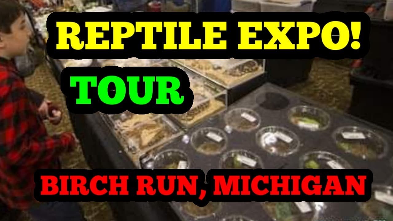 REPTILE EXPO TOUR!! || Birch Run, Michigan || Geckos, Tarantulas, Ball ...