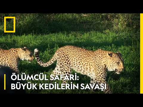 Büyük Kediler Ekosistemin Ritmini Belirliyor | Ölümcül Safari: Büyük Kedilerin Savaşı | WILD