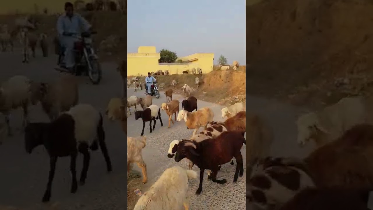 A crowd of goats abrar tours - YouTube