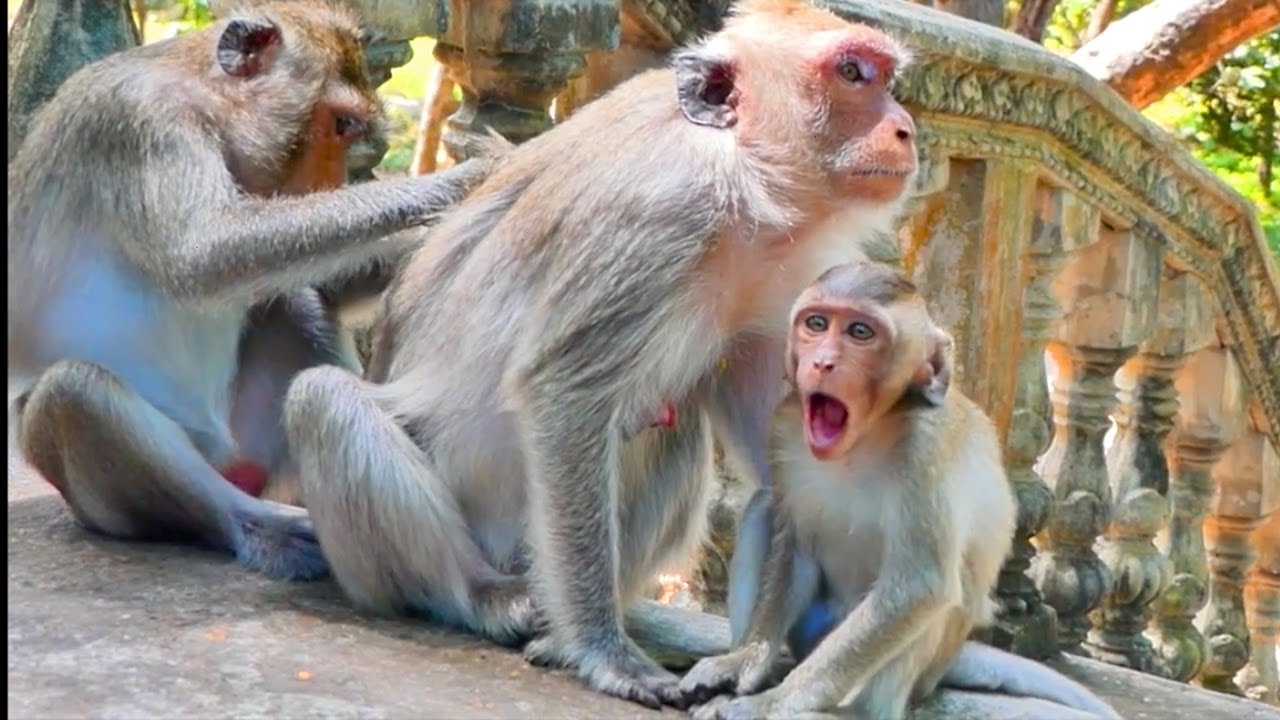 Very p!ty !Baby monkey Santo has feels hungry to drink milk from Mom ...