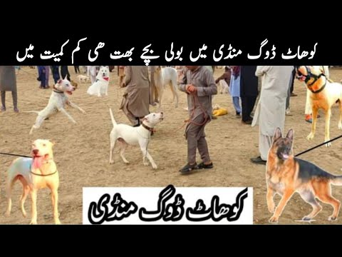#kohat #Dog #Mandi Bully Bachy Bhat Hi Munasib Kimat Me - YouTube
