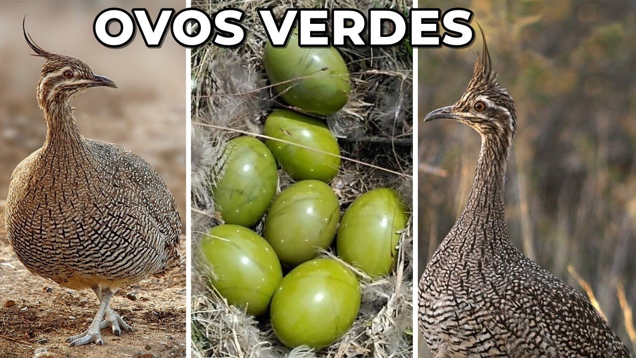 Ave que põe lindos ovos verdes (Martineta) - YouTube