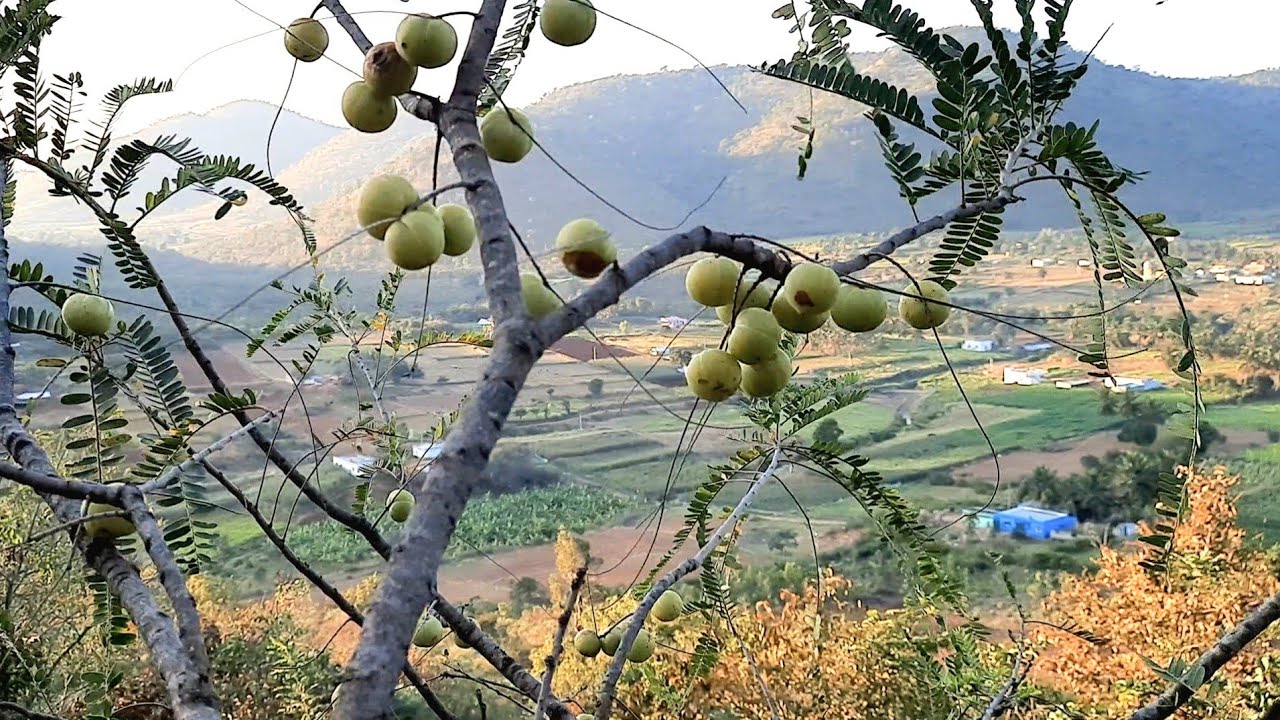 Journey of Gooseberry Fruit/ Beauty of Forest travel/ Farming culture ...