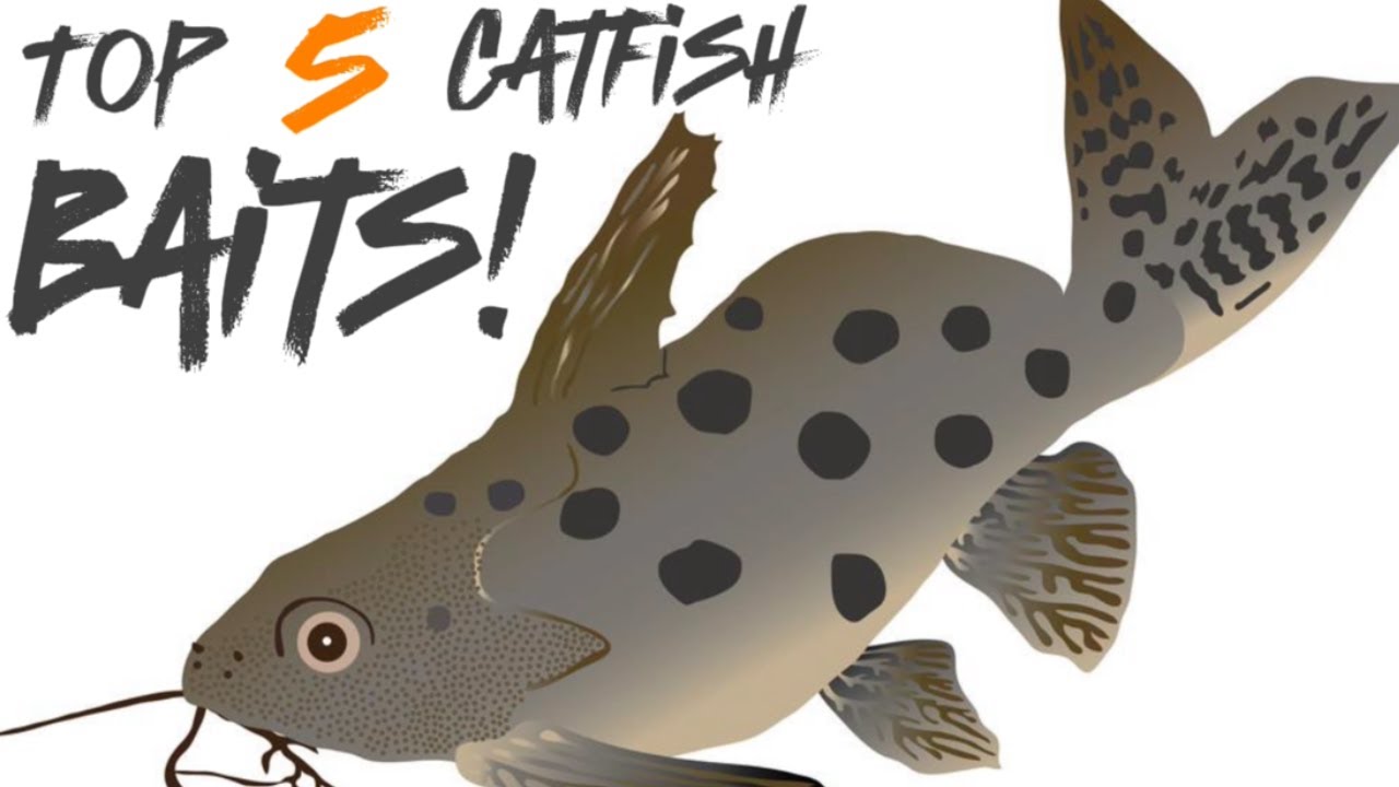 Top 5 BEST Catfish Baits - Ultimate Guide For EVERY Catfish! - YouTube