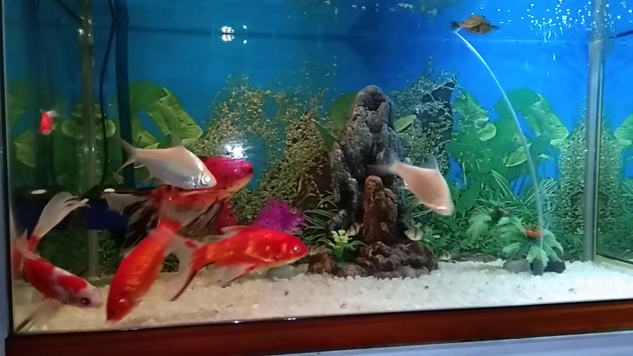 Ikan Komet slayer - YouTube