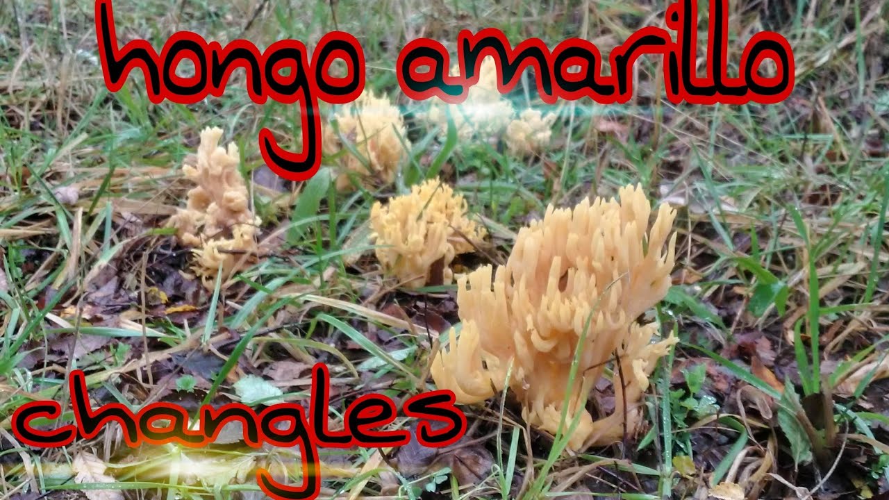 el famoso hongo amarillo mas conocido como changle - YouTube