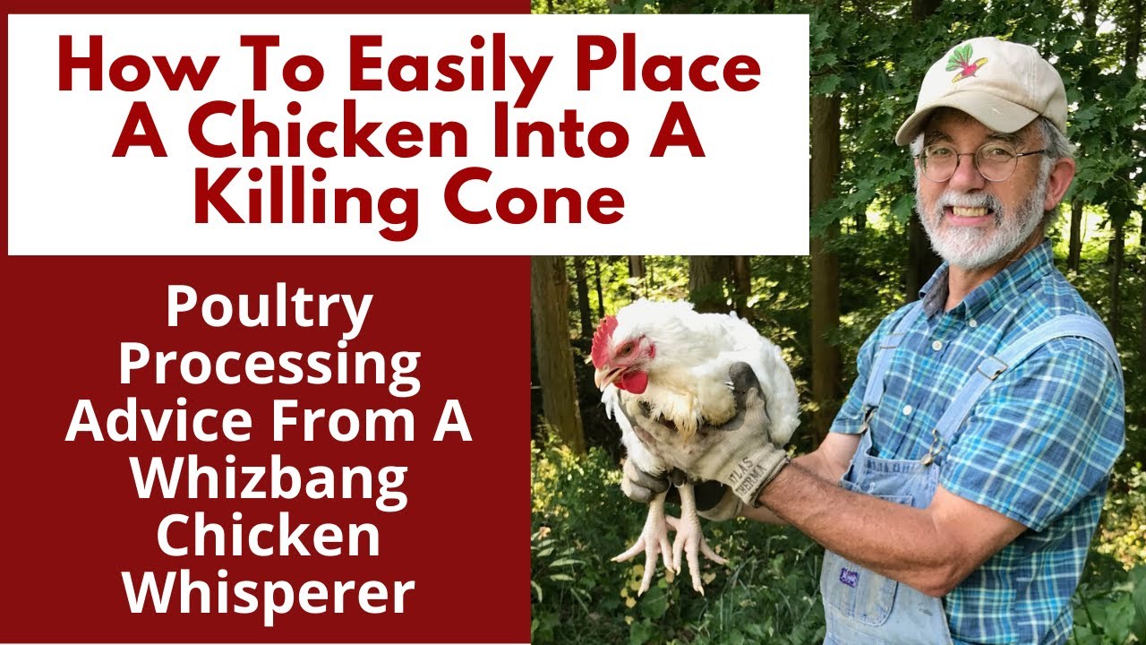 Chicken Slaughter Cone