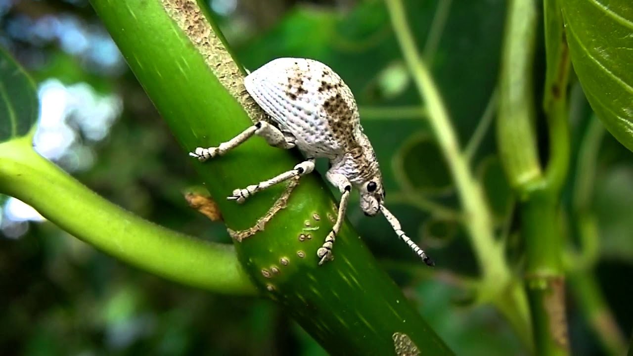 オキナワクワゾウムシ/Episomus mori 01_110226 - YouTube