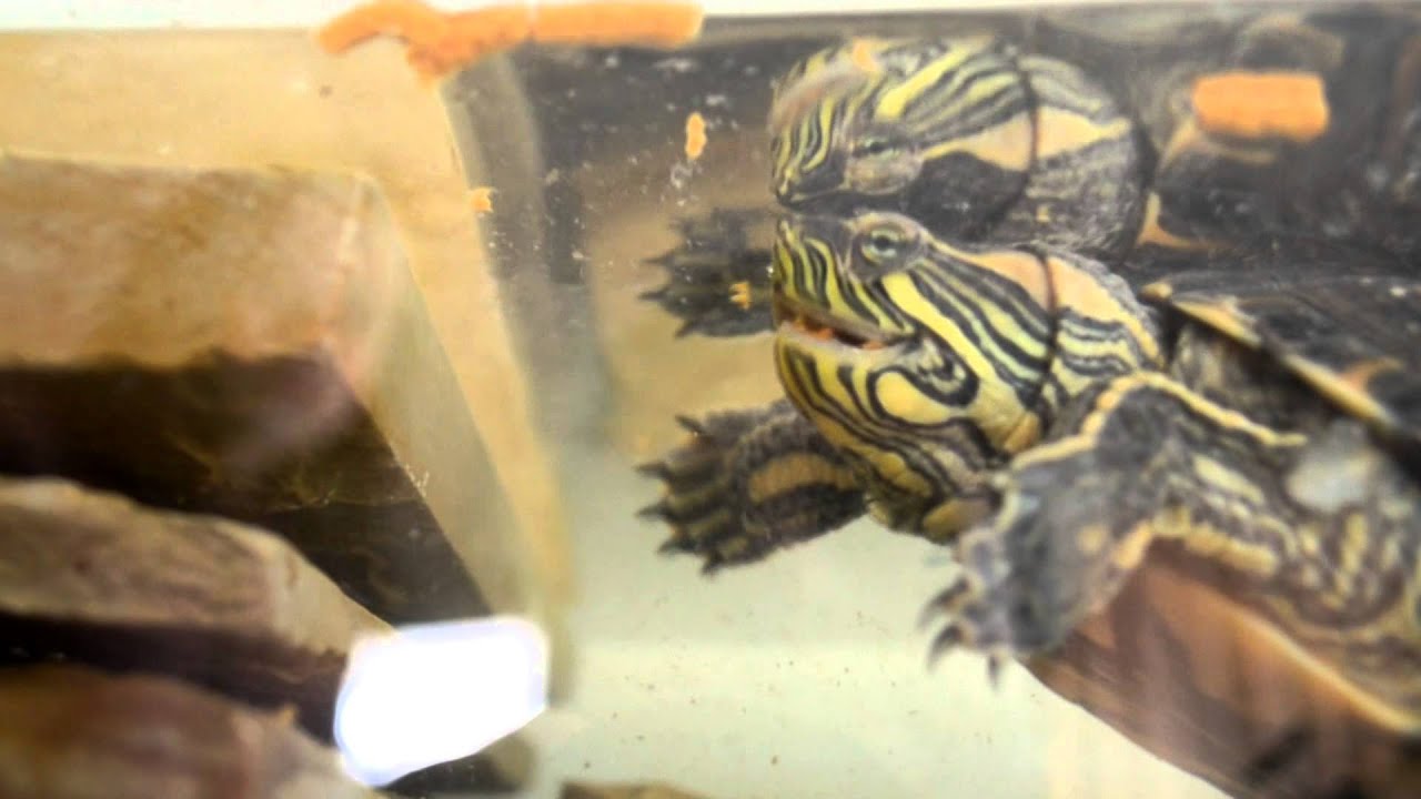 tortuga atragantada-choking turtle - YouTube