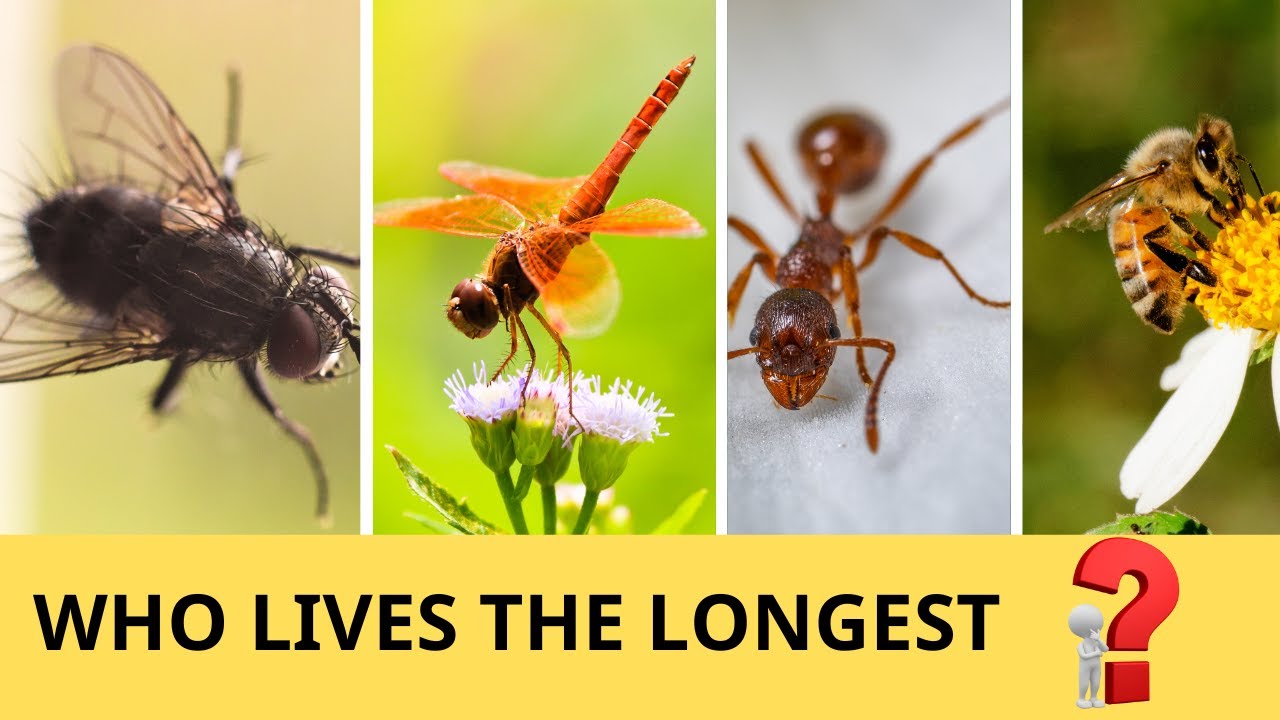 The Lifespan of Insects: Fruit Flies, Dragonflies, Ants, and Honey Bees ...
