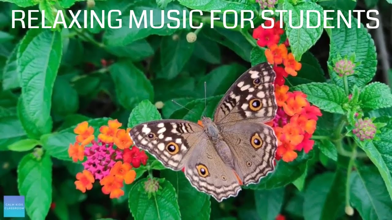 Relaxing Music For Elementary Students Insects Quiet Classroom relaxing-music-for-elementary-students-insects-quiet-classroom