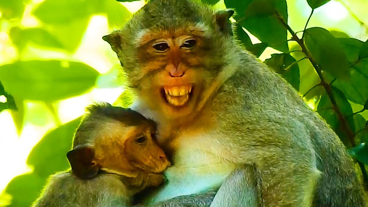 MG! VIOLET MONKEY IS SO AFRAID OF SOMEONE TAKES OVER HER BABY VERO FROM ...