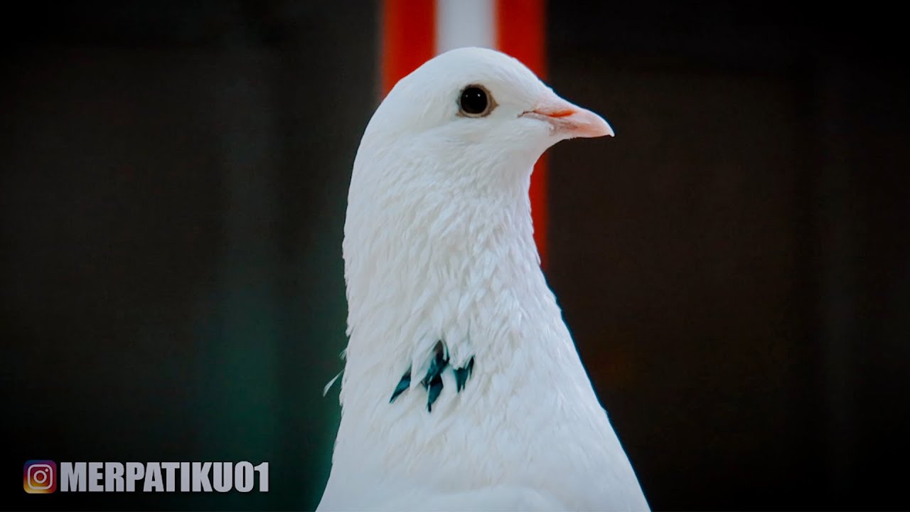 BELAJAR TERNAK BURUNG MERPATI MANUVER - YouTube