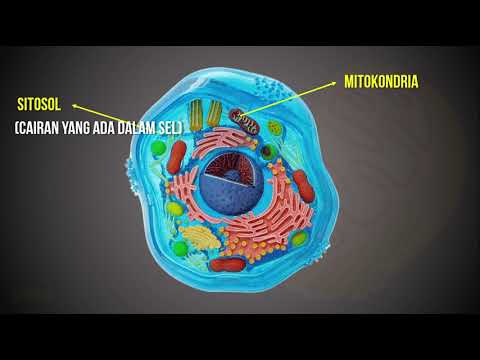 BIOLOGI - SIKLUS UREA - YouTube