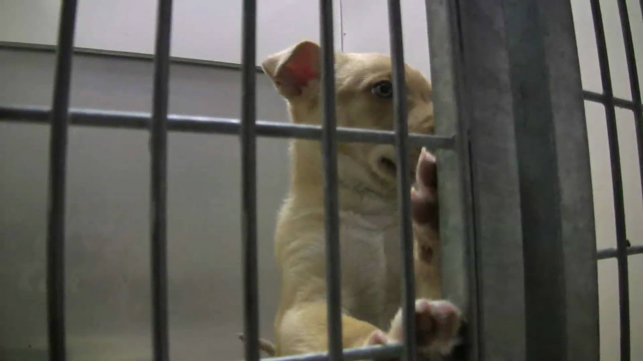 Boulder Valley Humane Society Animal Control - YouTube