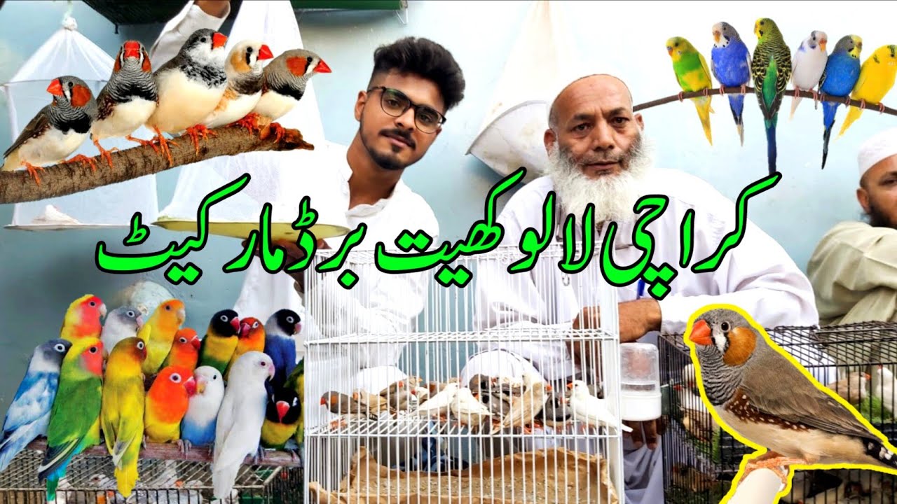 Birds Market Lalukhet Karachi Latest Updates 16/04/2023 lovebirds ...