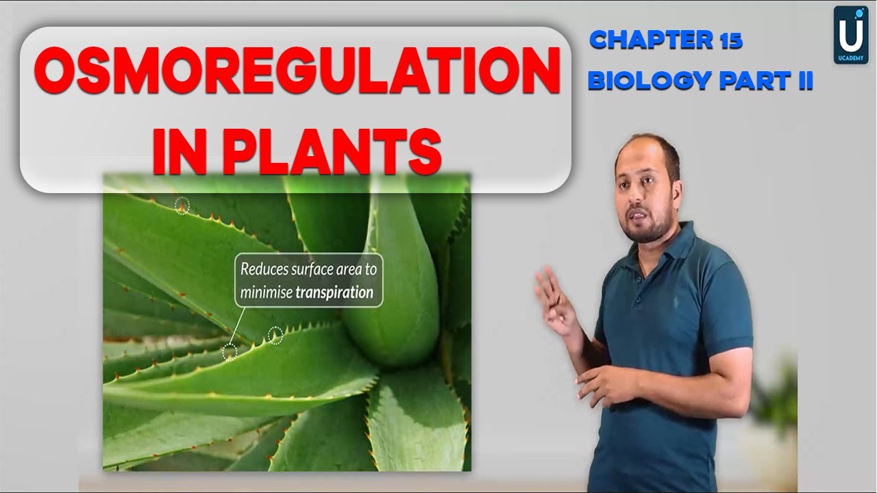 Osmoregulation in plants || Class 12 Biology || Chapter 15 || Inter ...