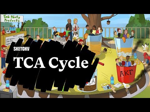 Learn the TCA Cycle - Sketchy MCAT - YouTube