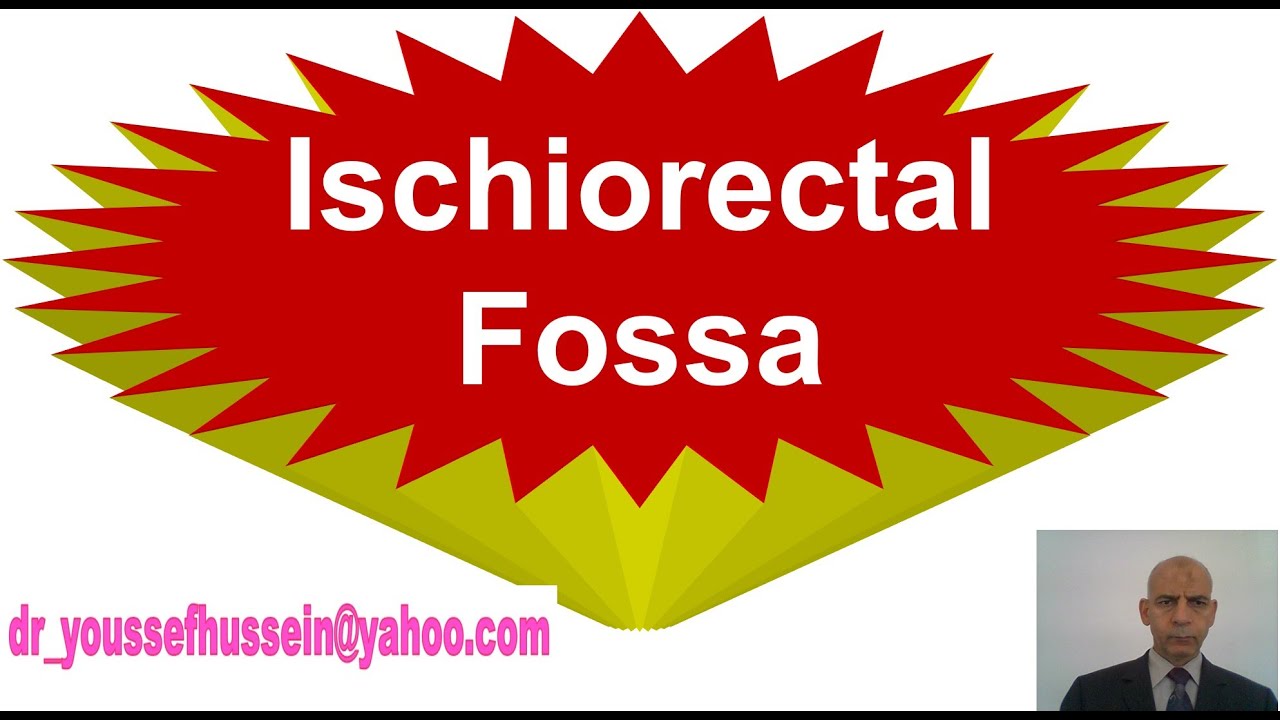 12- Ischiorectal fossa - Perineum - Ischiorectal abscess - anal fissure ...