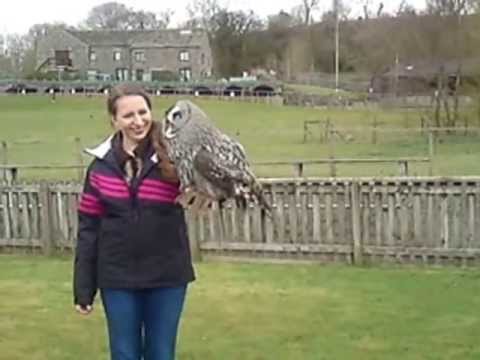 Orvil the Great Grey Owl - YouTube