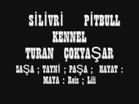 SİLİVRİ  PİTBULL KENNEL Turan ÇokYaşar