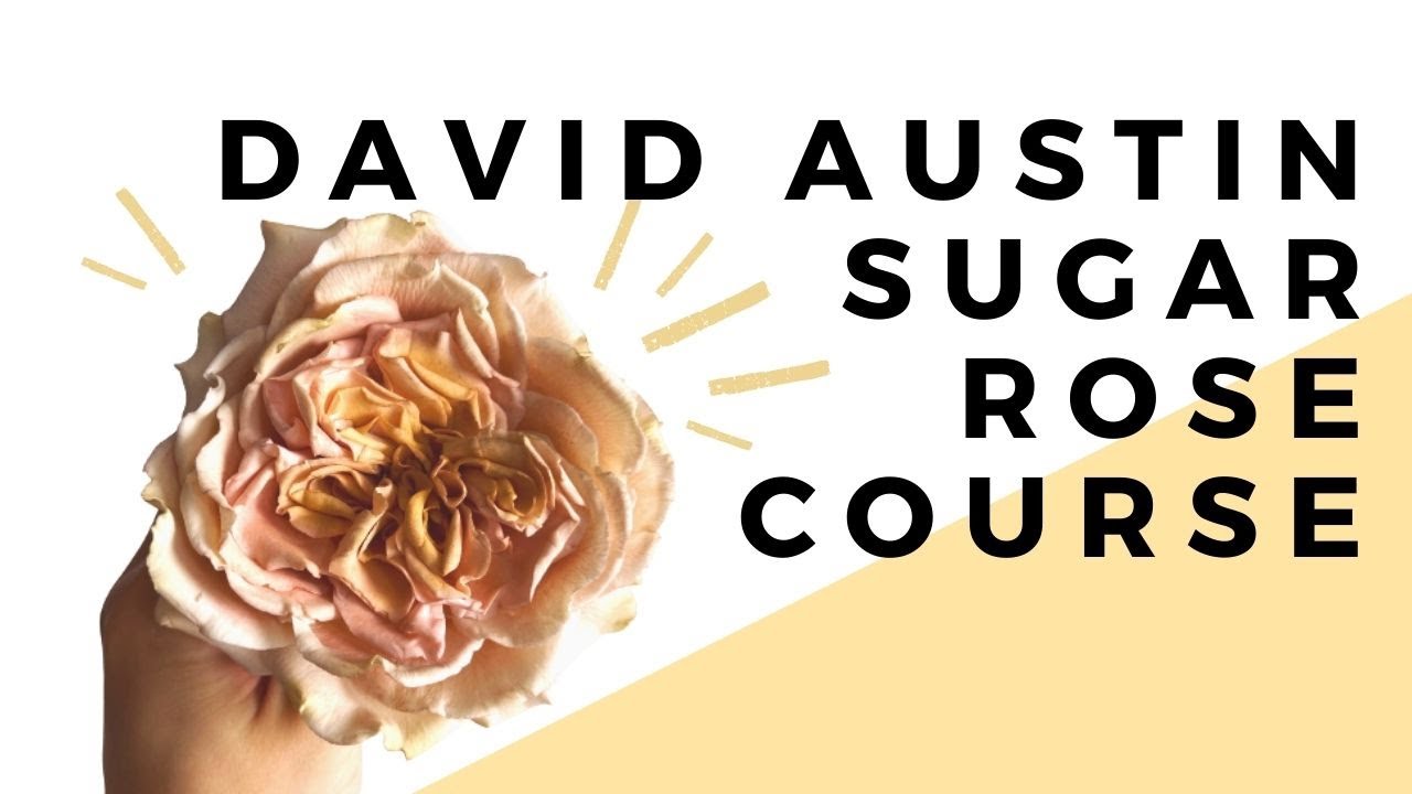 Sugar David Austin Rose Course! // Full Preview // With Finespun Cakes ...
