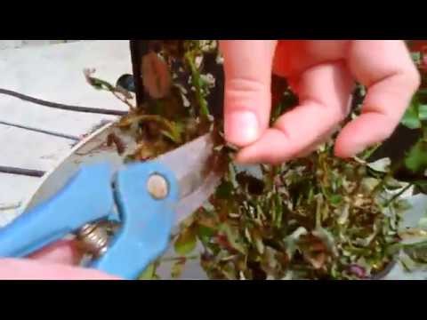 How to revive a throw away plant! - YouTube