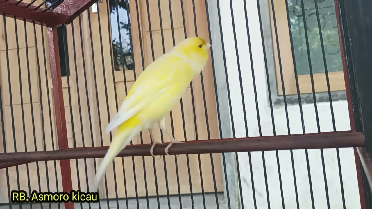 SUARA JERNIH KENARI WARNA KUNING COCOK BUAT PANCINGAN || KENARI GACOR ...