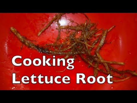 How to Cook Wild Lettuce Root (Lactuca canadensis) - YouTube