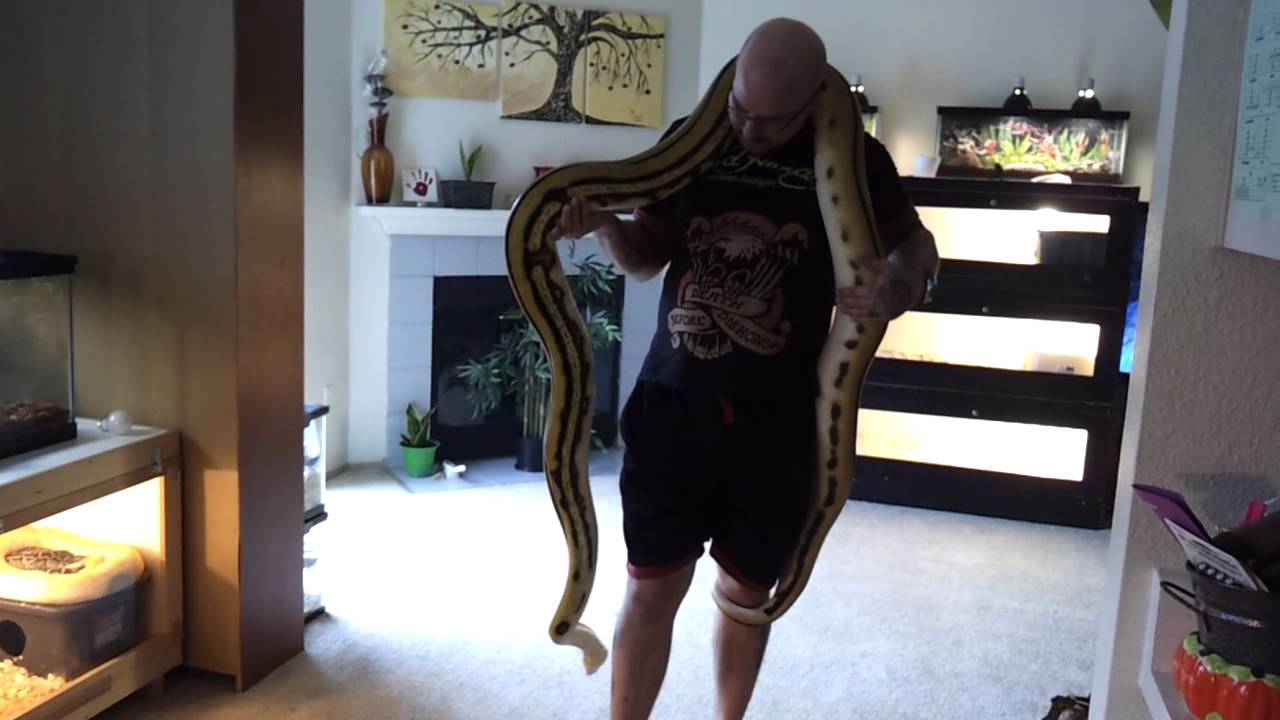 Meet our Big Snake a Super Tiger Retic- - YouTube