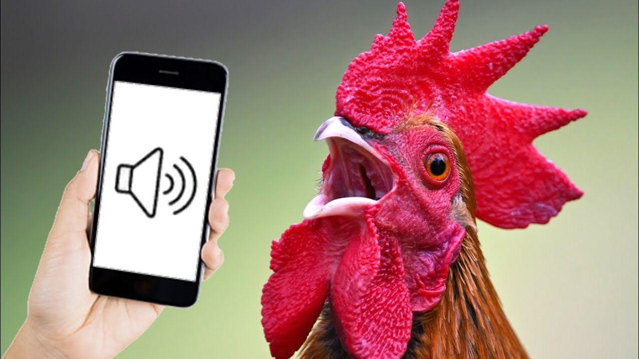 Rooster Crowing Sounds In The Morning - YouTube