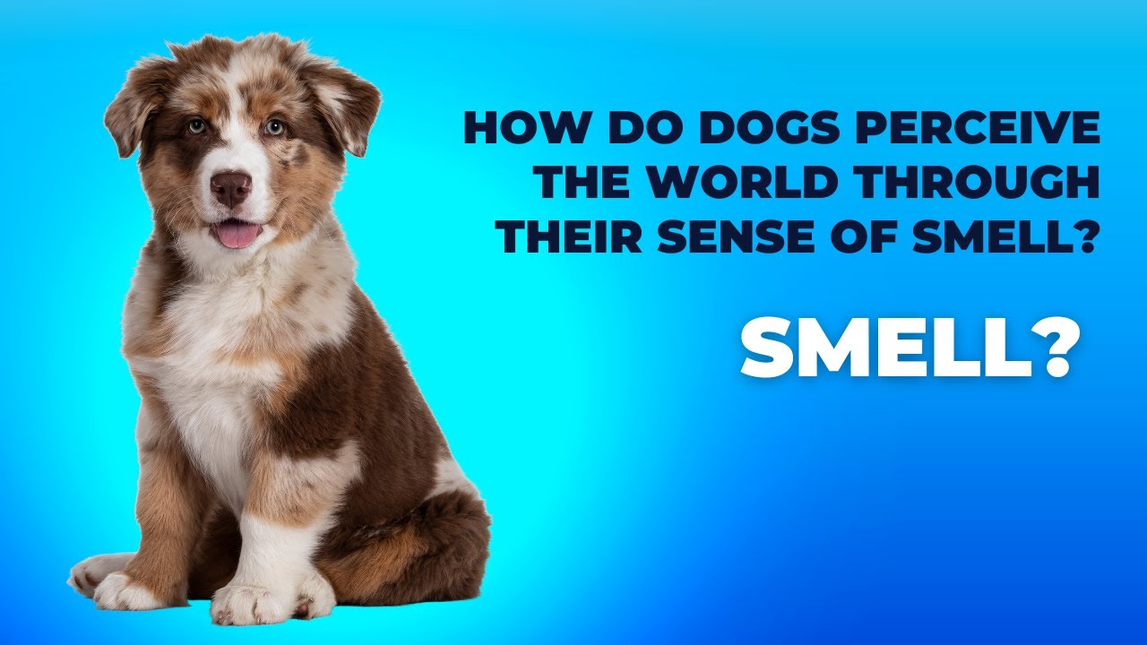 How do dogs perceive the world through their sense of smell? #petU # ...