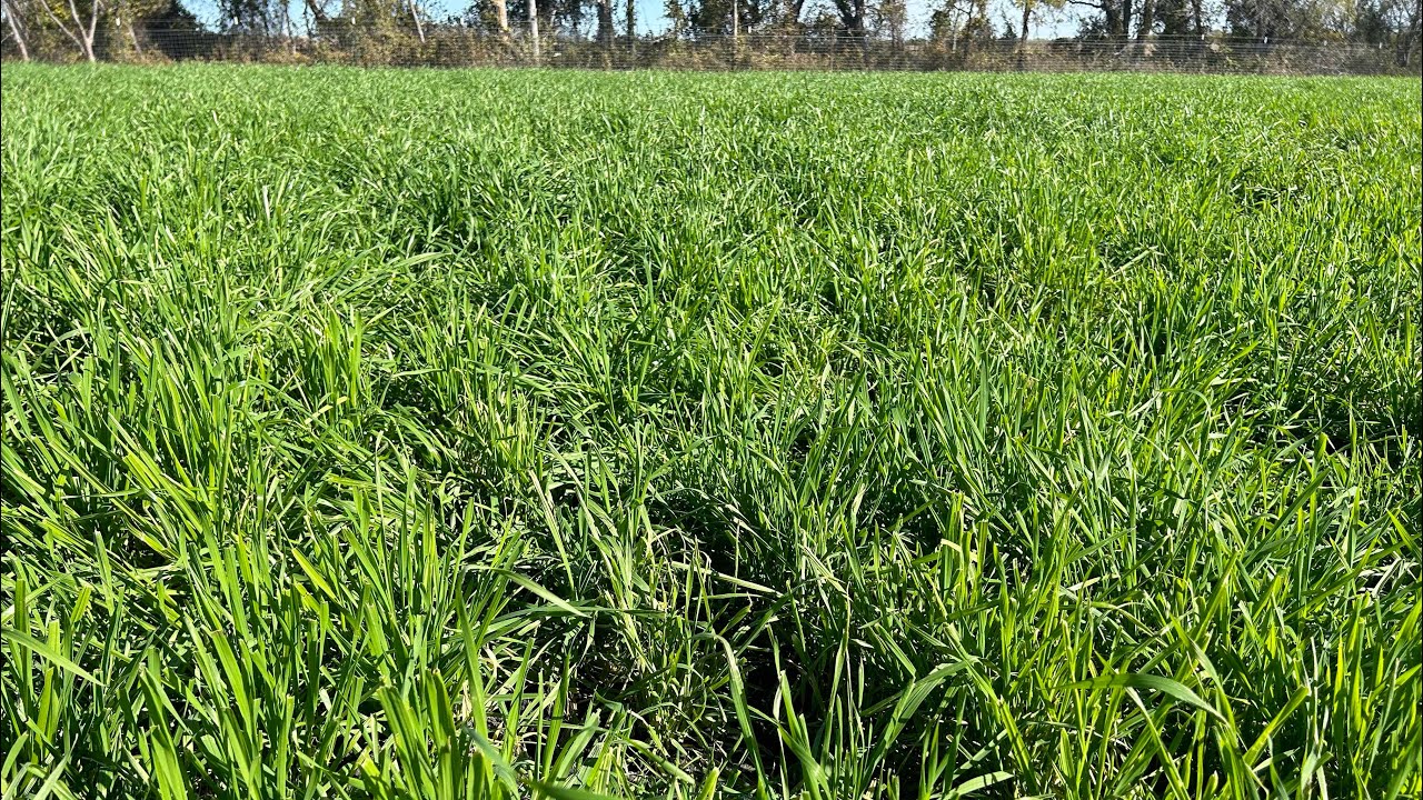 Grass Growing Everywhere - YouTube