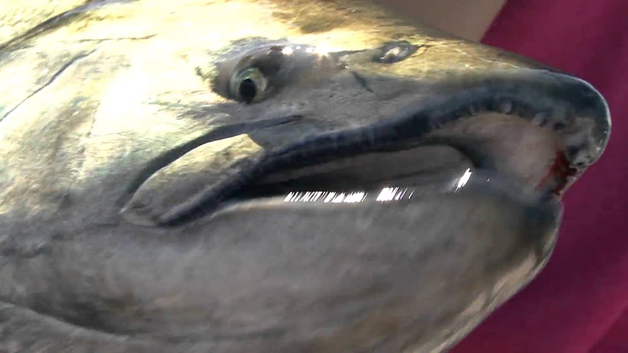 Global Ocean Exploration Fishing- Monster Salmon - YouTube