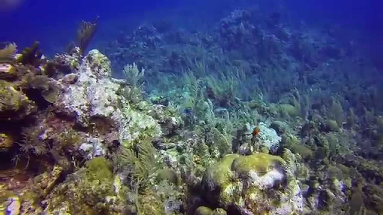 Roatan March 16 2015 - YouTube