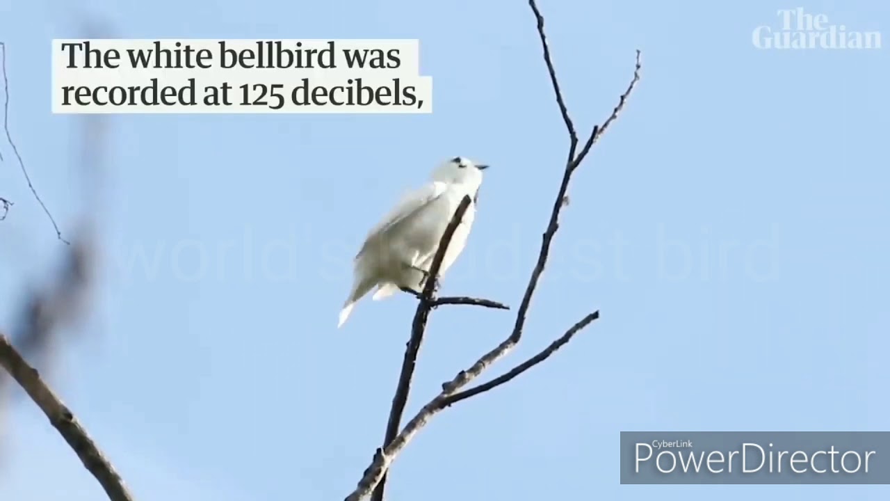 World's loudest bird ( white bellbird ) - YouTube