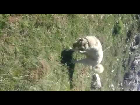 Köpek ve Yılan Kavgası