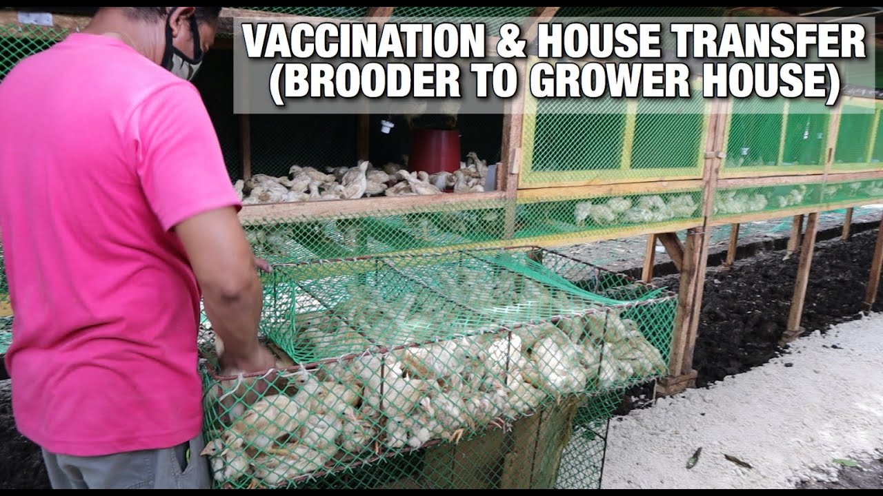 VACCINATION & HOUSE TRANSFER (BROODER TO GROWER HOUSE) - YouTube
