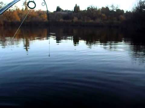 weightless senko bass fishing - YouTube