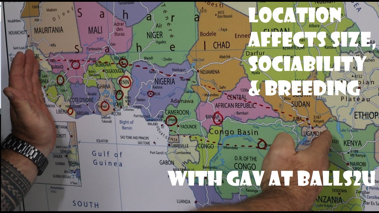 Location affects size, sociability, and breeding - Gav from Balls2U ...