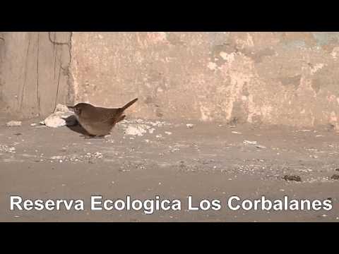 Charrasquita o Ratona comun