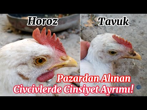 2 Aylık Pazar Civcivlerinde Cinsiyet Ayrımı Nasıl Yapılır?