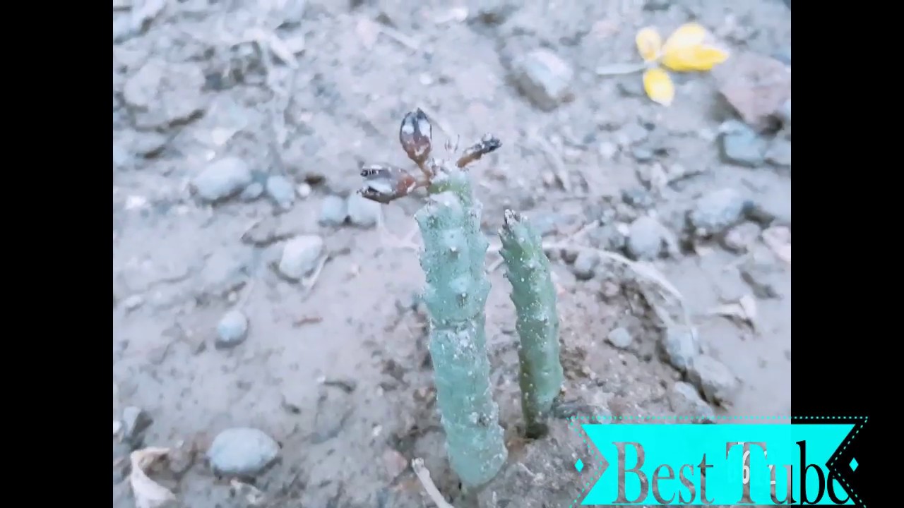 Flower of Caralluma Fimbriata | Chongan ka phool | Chong Vegetable ...