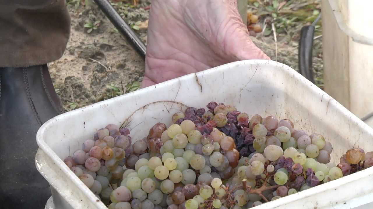 Mt. Difficulty's Late Harvest Riesling - YouTube