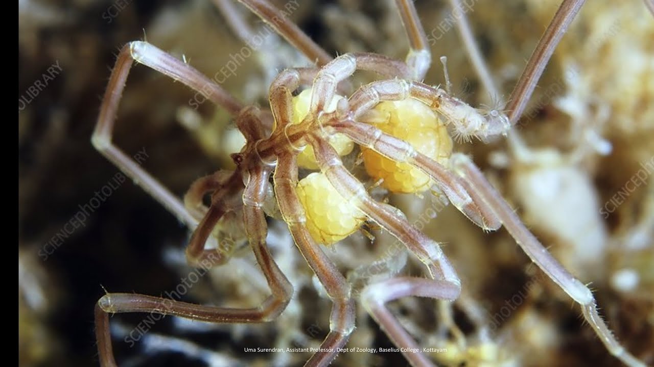 Class Pycnogonida(sea spiders)|Subphylum Chelicerata|Phylum Arthropoda ...